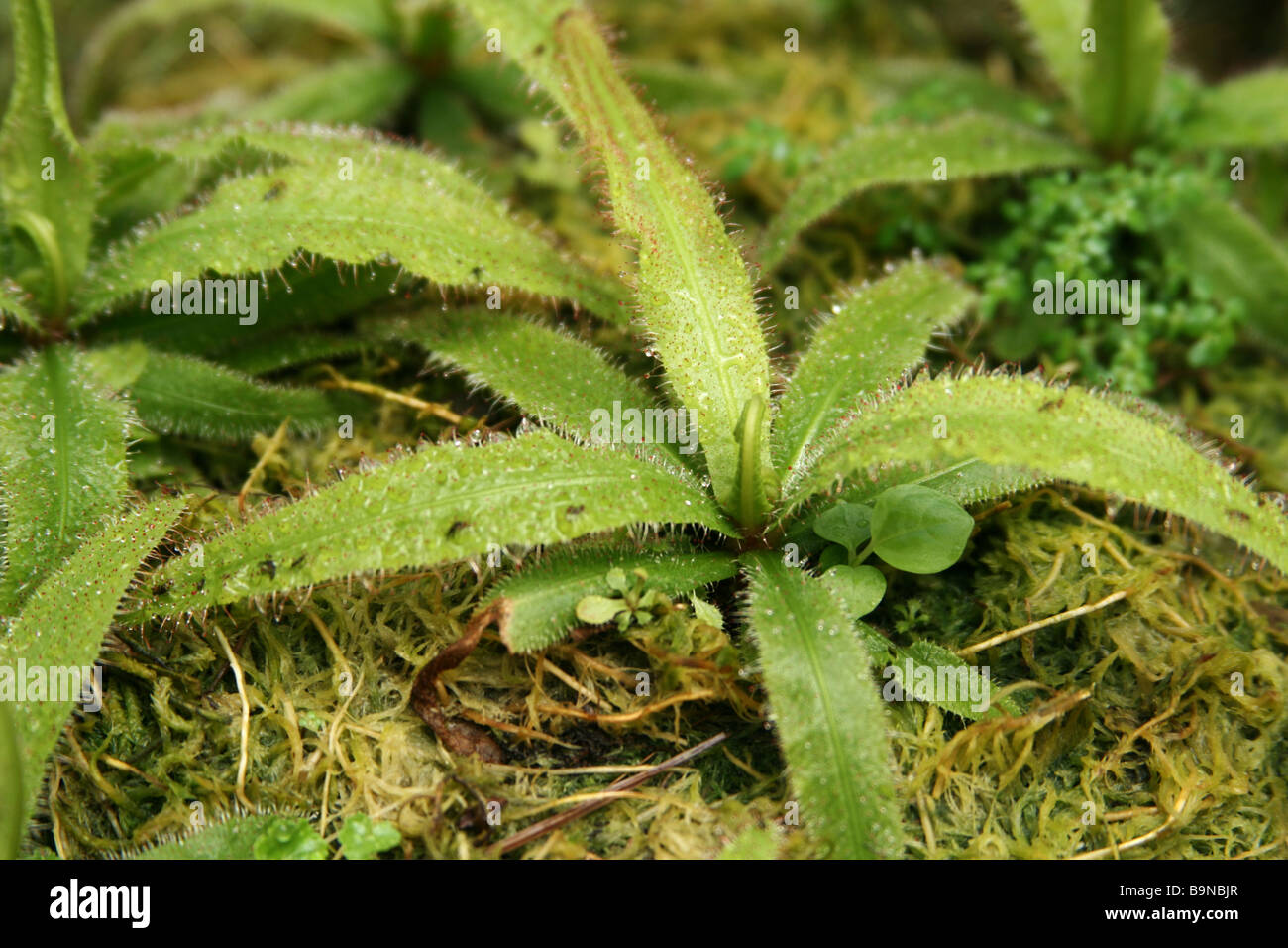 Lance leaved sundew hi-res stock photography and images - Alamy