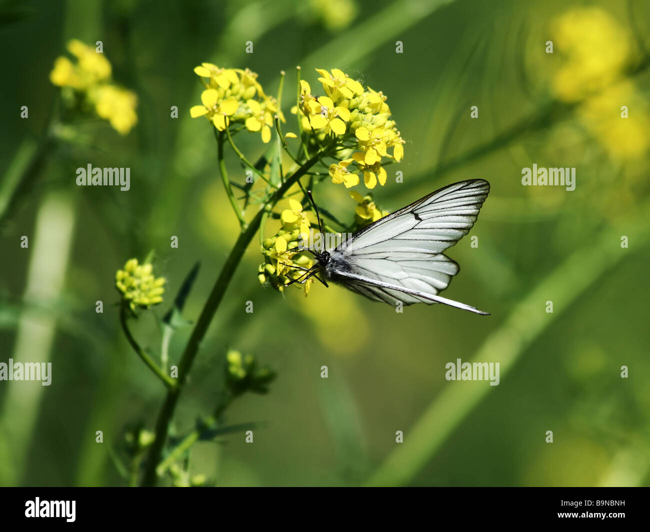 First butterfly hi-res stock photography and images - Alamy