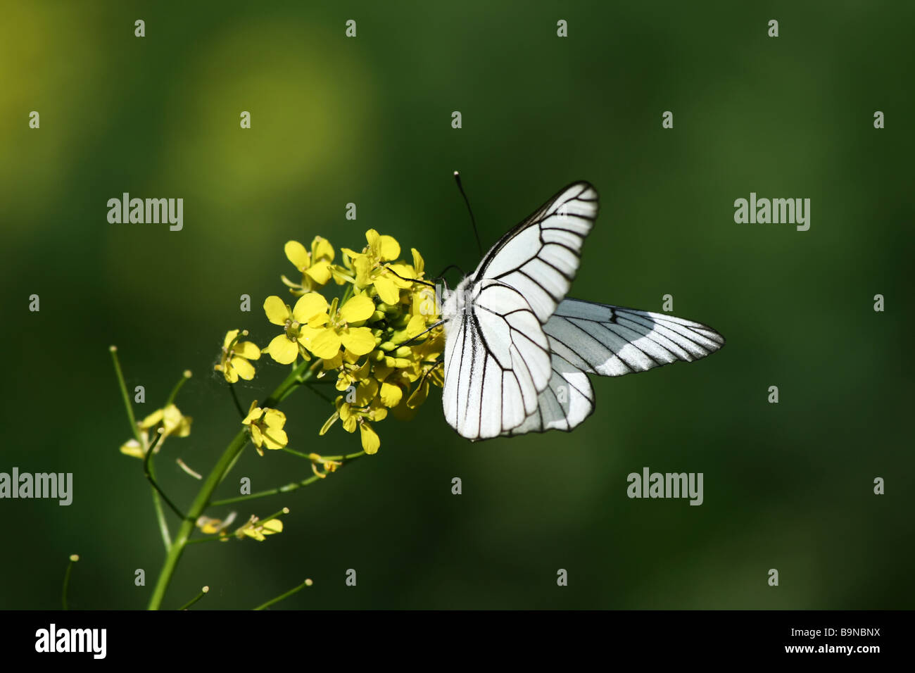 First butterfly hi-res stock photography and images - Alamy