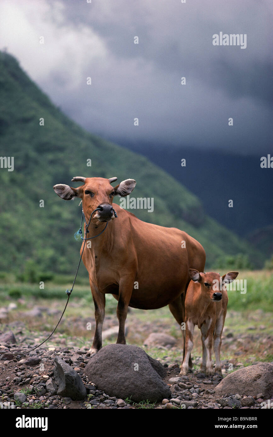 Cow and calf in mountains central Bali Indonesia Stock Photo - Alamy