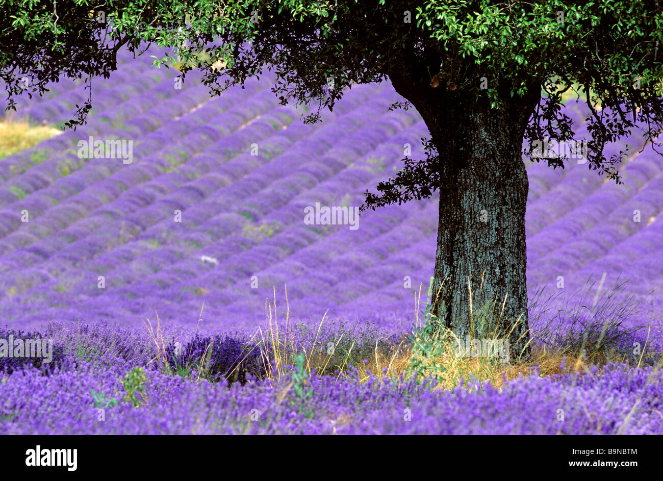 France, Vaucluse, Sault, lavender field Stock Photo - Alamy