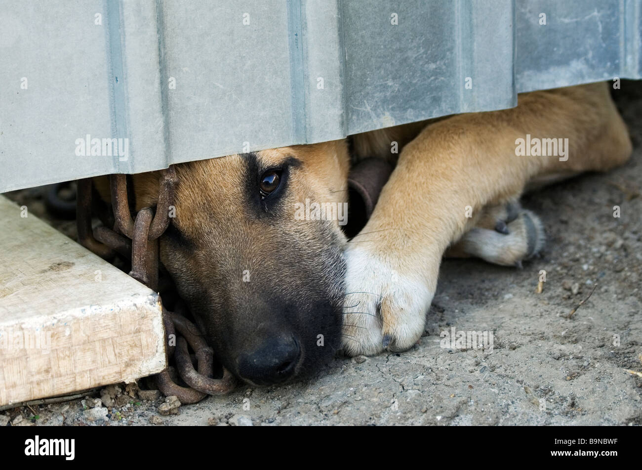 Sad puppy chain hi-res stock photography and images - Alamy