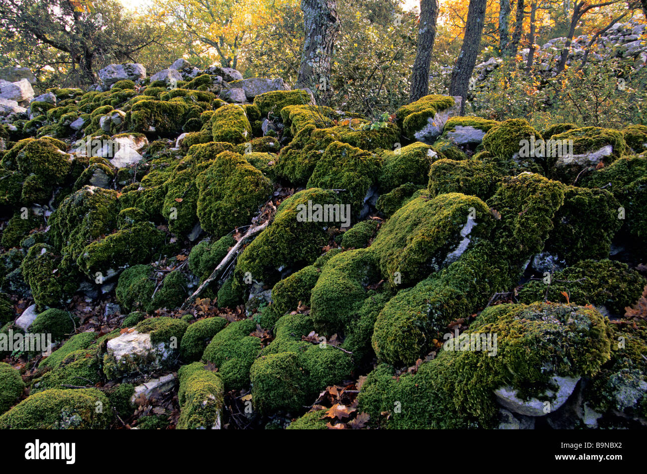 Moss covered rocks rock hi-res stock photography and images - Alamy