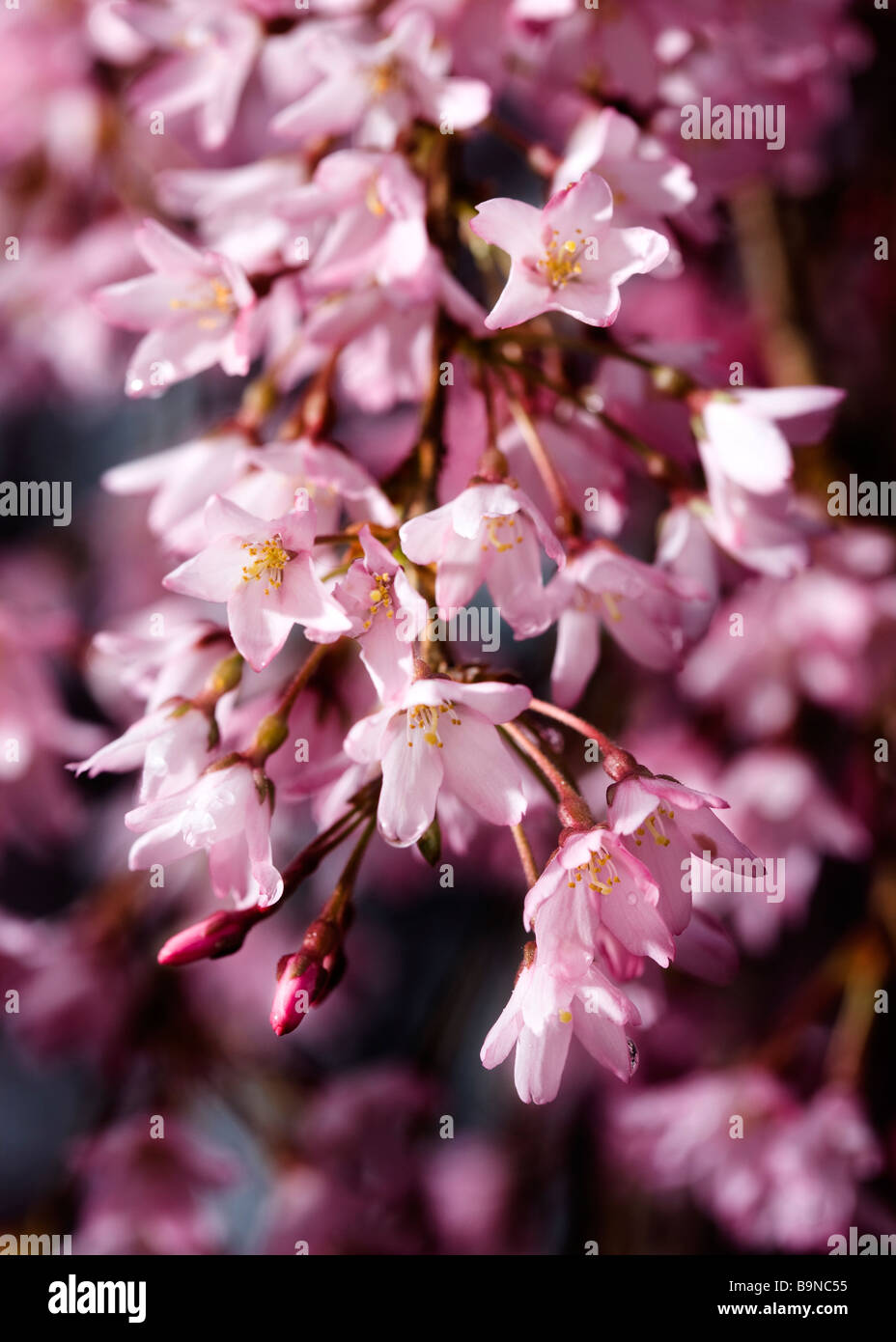 Weeping Higan Cherry tree blooms Stock Photo - Alamy