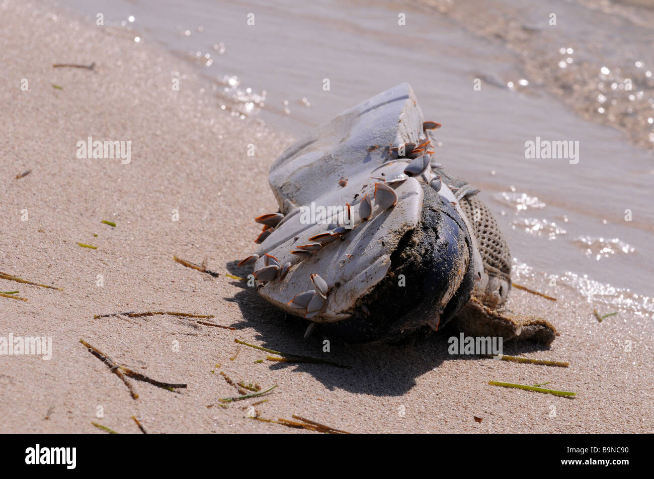 A shoe with shells on it, aftermath of the Mexico’s hurricanes. Natural ...