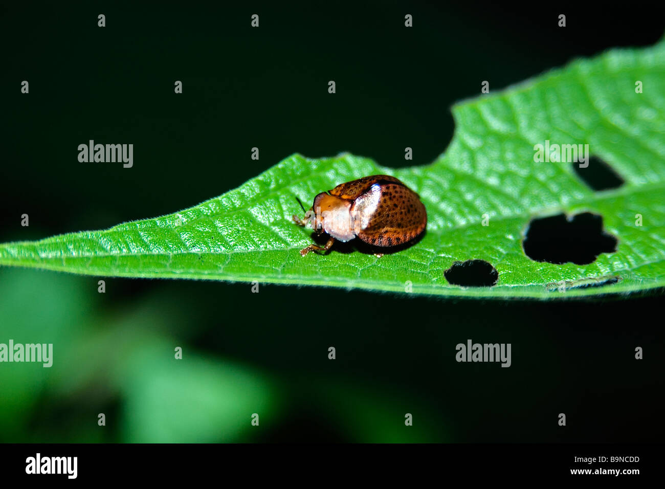 Brazilian beetle hi-res stock photography and images - Alamy