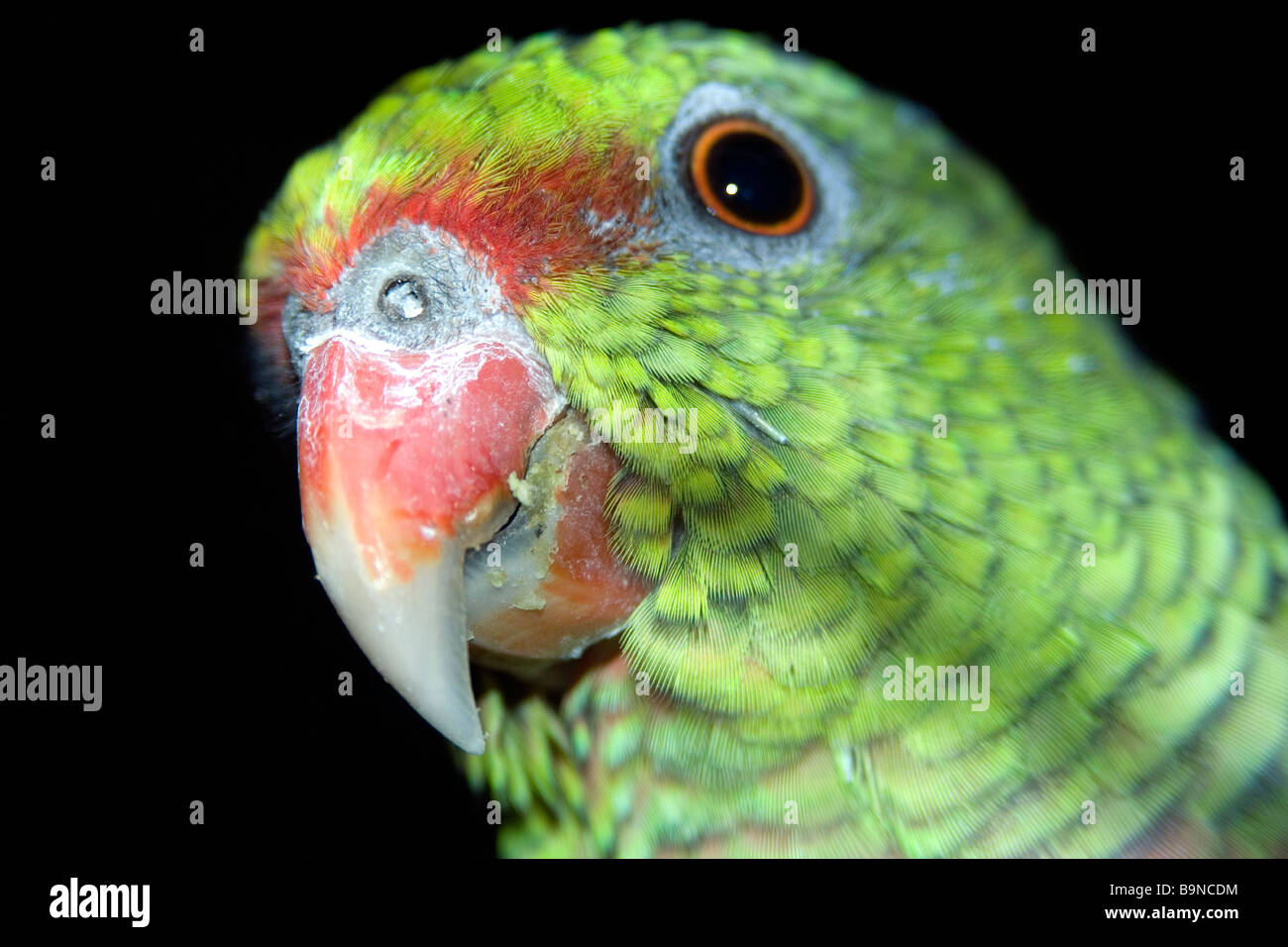 Vinaceous amazon hi-res stock photography and images - Alamy