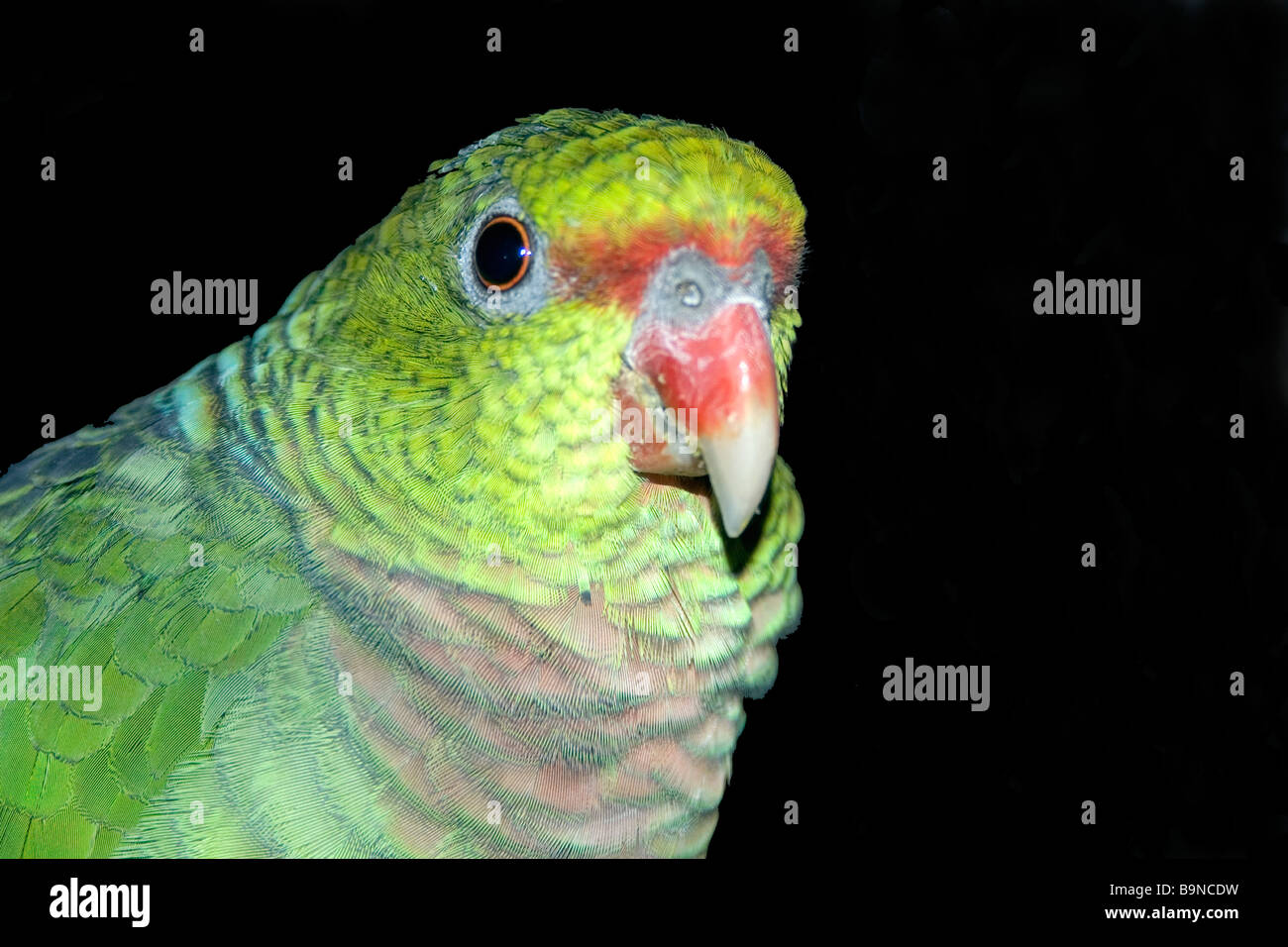 Vinaceous Amazon, Amazona vinacea, parrot critically endangered found ...