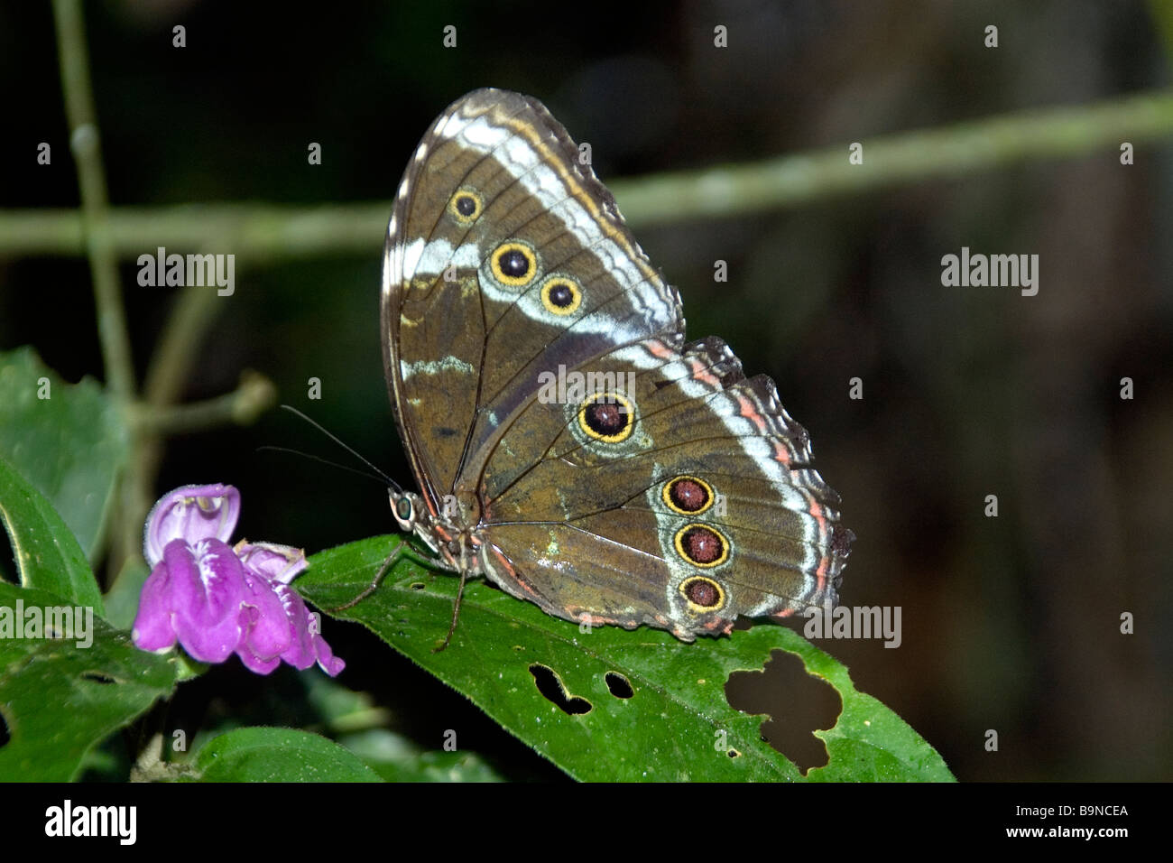 Butterfly, Papillionidae, Feliciano Abdalla Private National Reserve ...