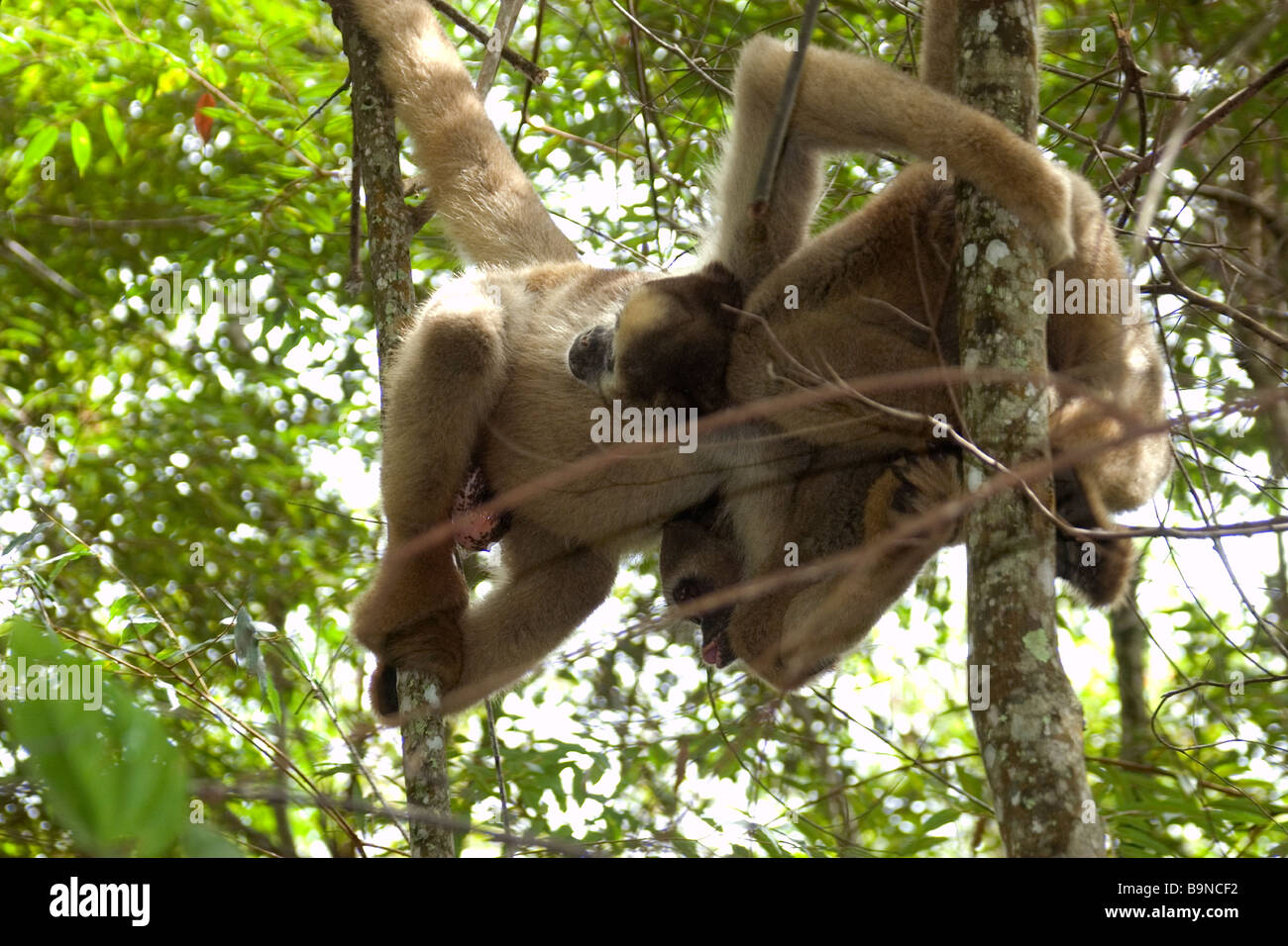 Northern muriqui, Brachyteles hypoxanthus, the largest monkey of the ...