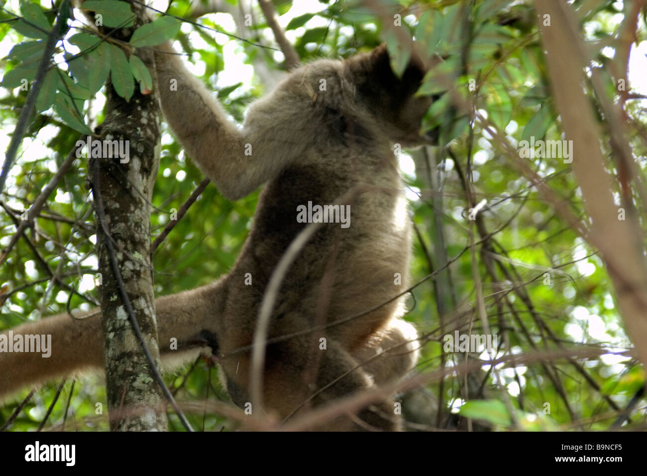Northern muriqui, Brachyteles hypoxanthus, the largest monkey of the ...