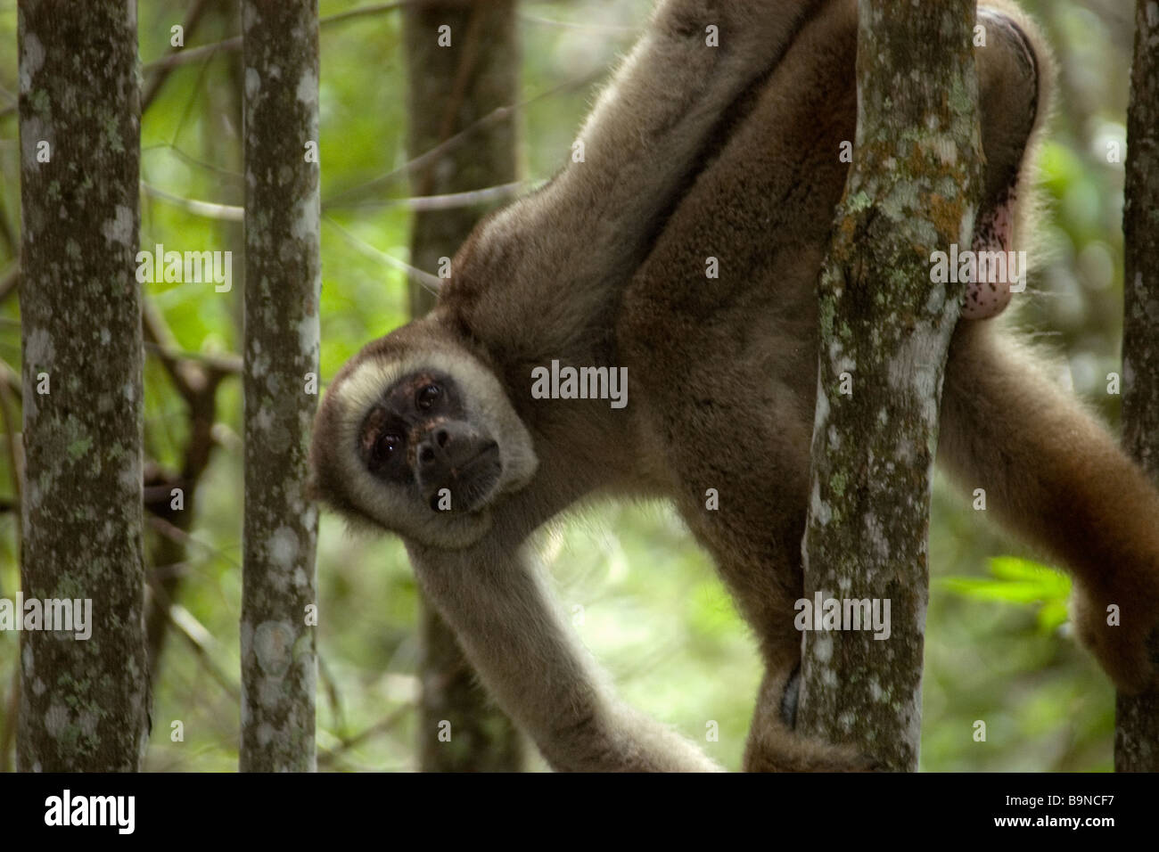 Woolly spider monkey atlantic forest hi-res stock photography and ...