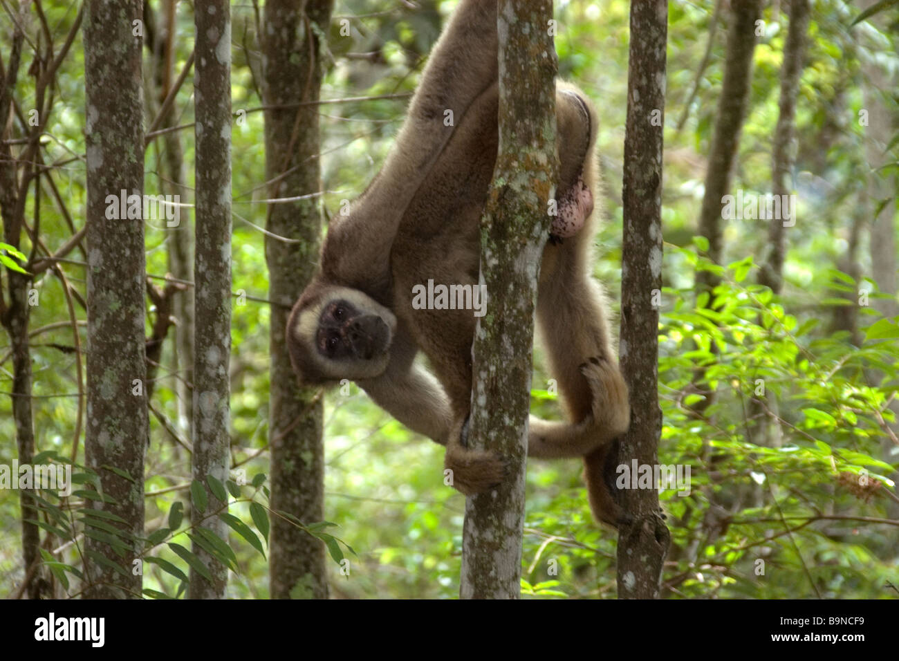 Northern muriqui, Brachyteles hypoxanthus, the largest monkey of the ...