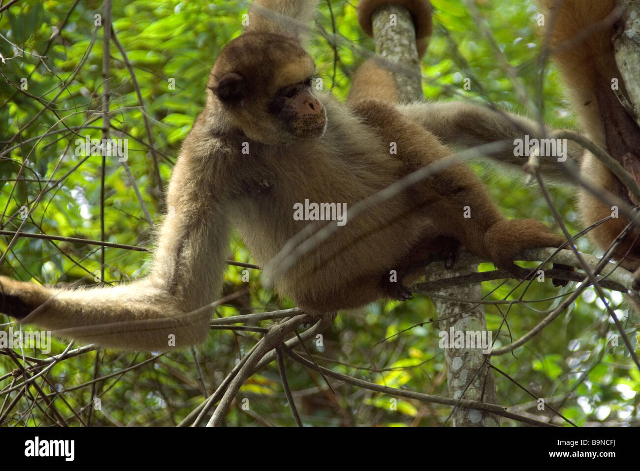 Northern muriqui Brachyteles hypoxanthus the largest monkey of the ...