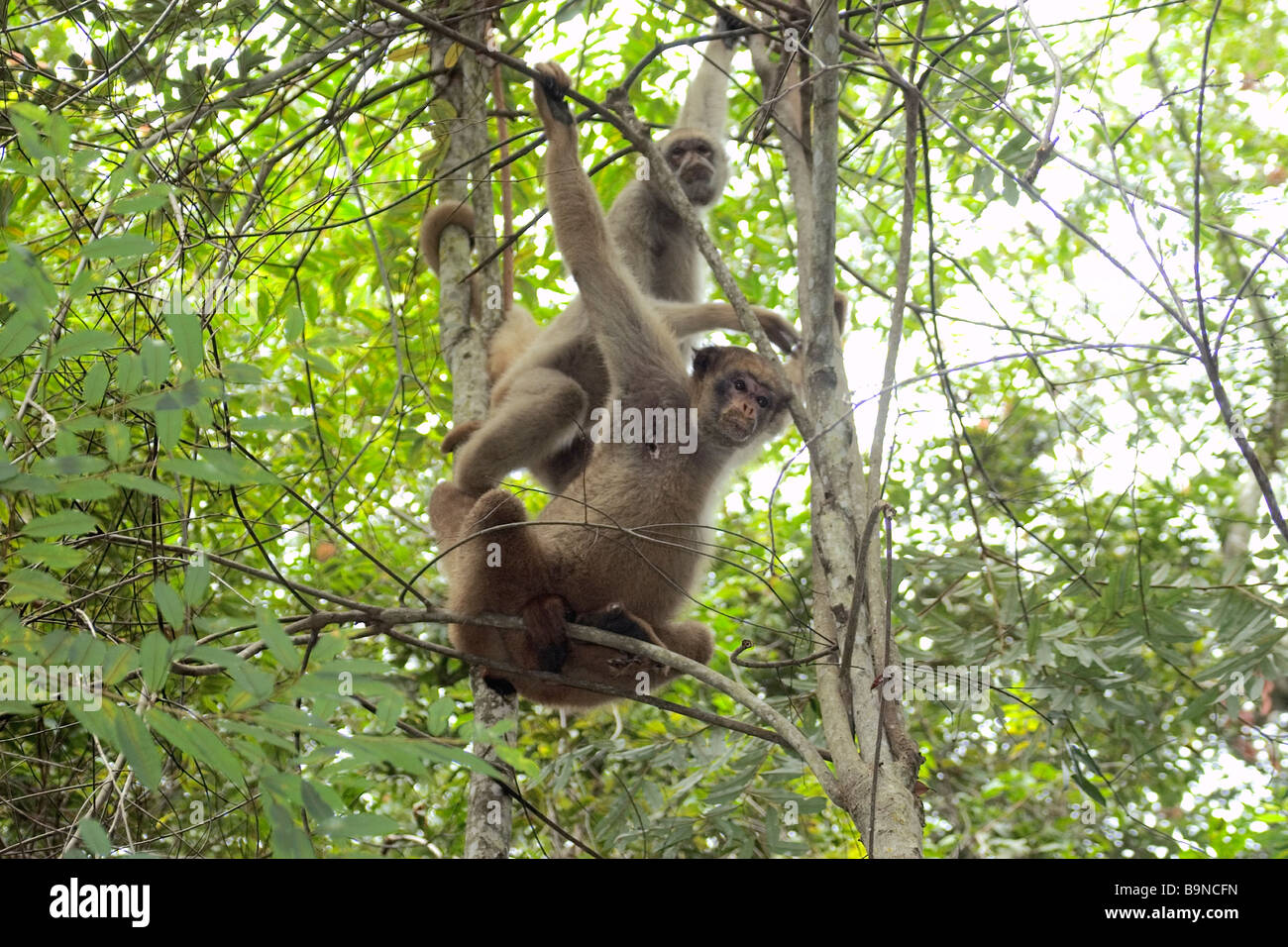 Northern muriqui Brachyteles hypoxanthus the largest monkey of the ...