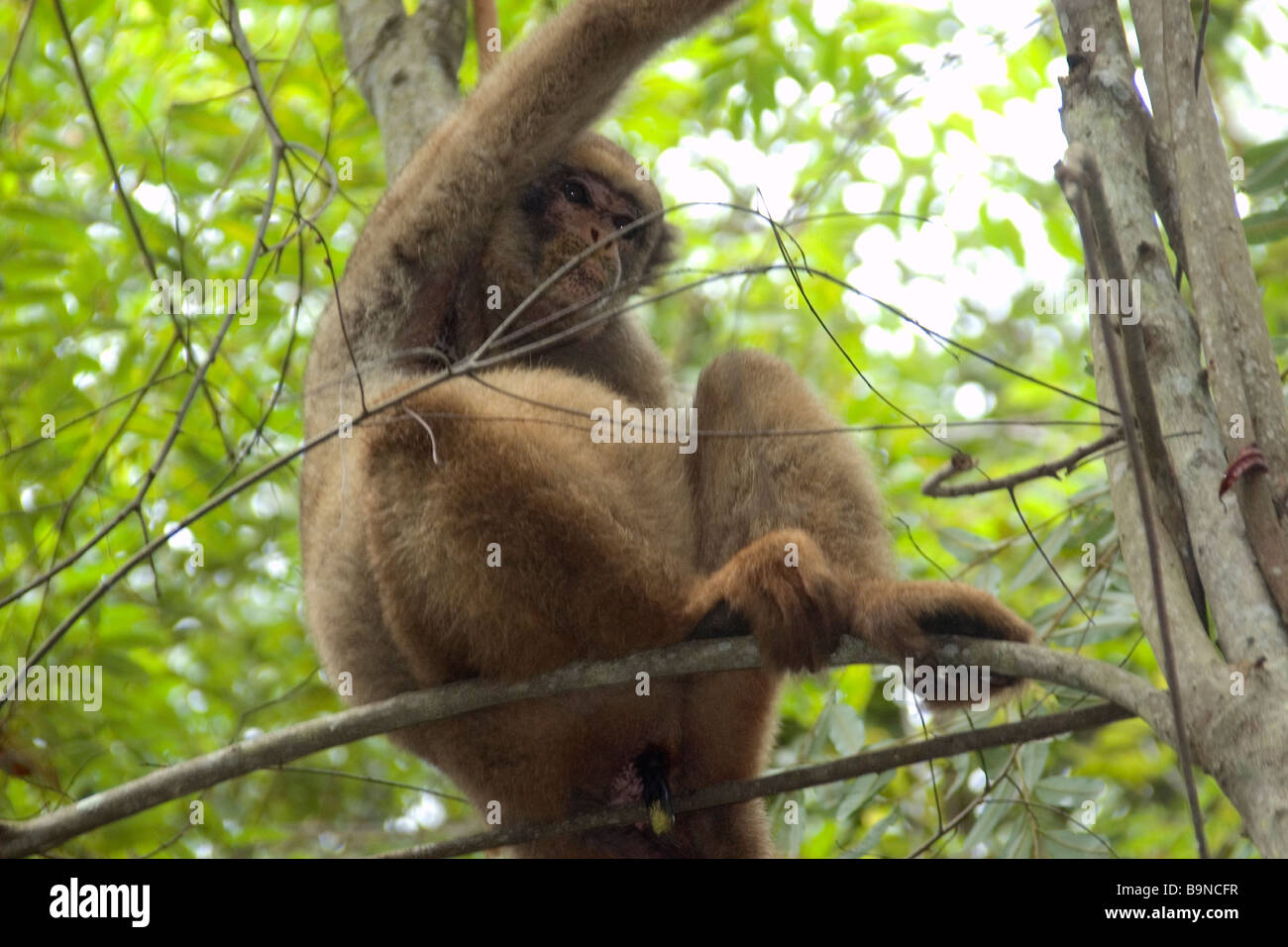 Northern muriqui Brachyteles hypoxanthus the largest monkey of the ...