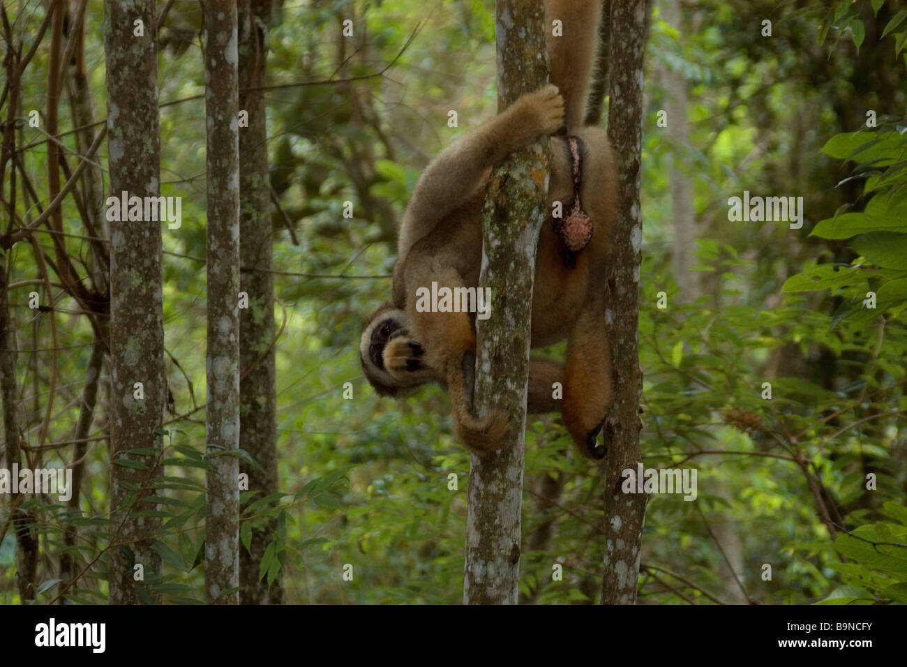Northern muriqui Brachyteles hypoxanthus the largest monkey of the ...
