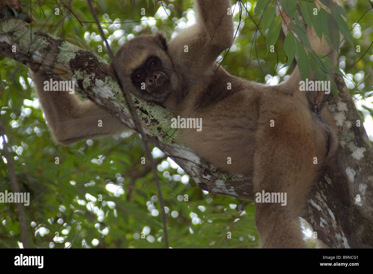 Northern muriqui Brachyteles hypoxanthus the largest monkey of the ...
