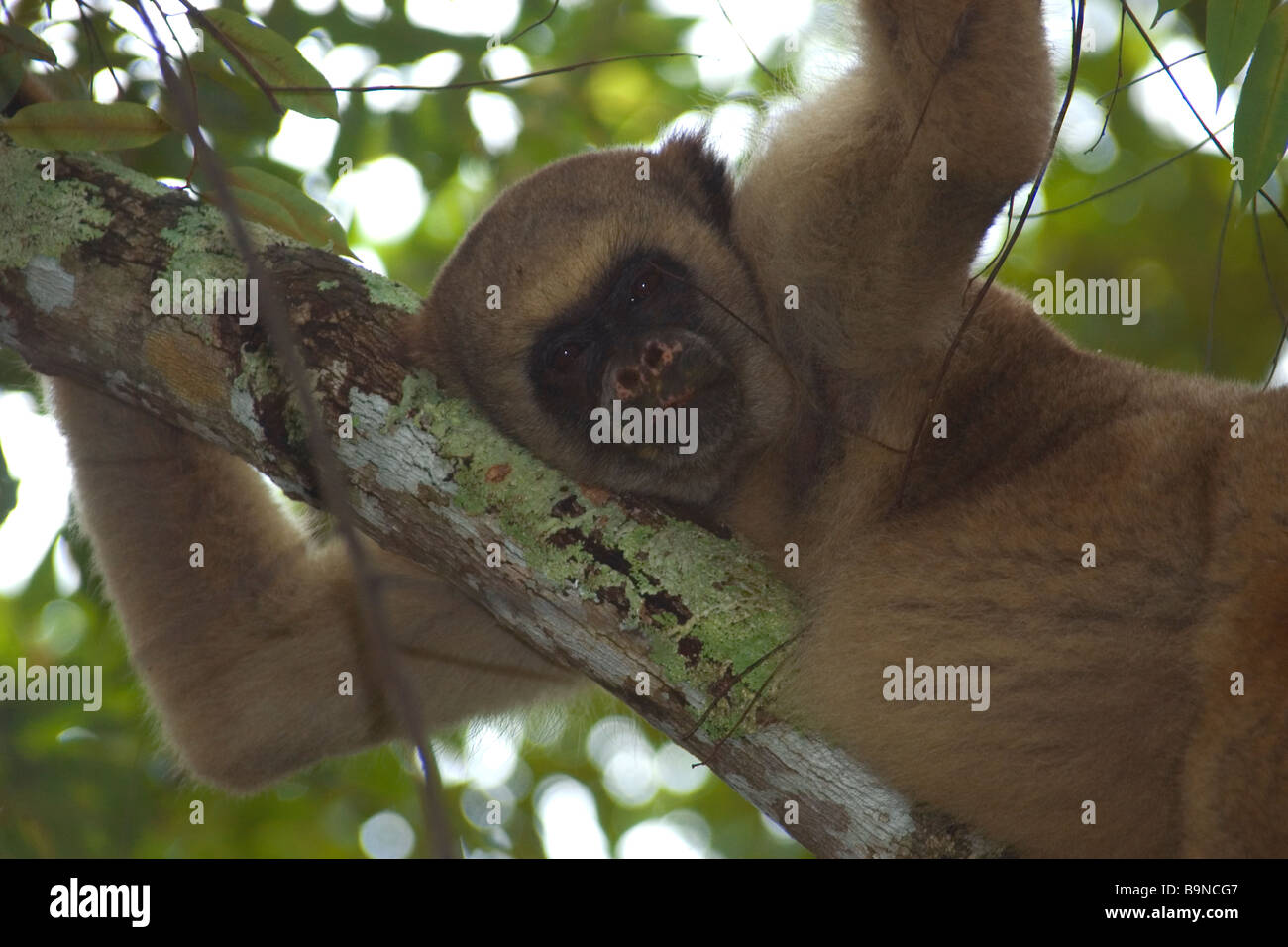 Northern muriqui Brachyteles hypoxanthus the largest monkey of the ...