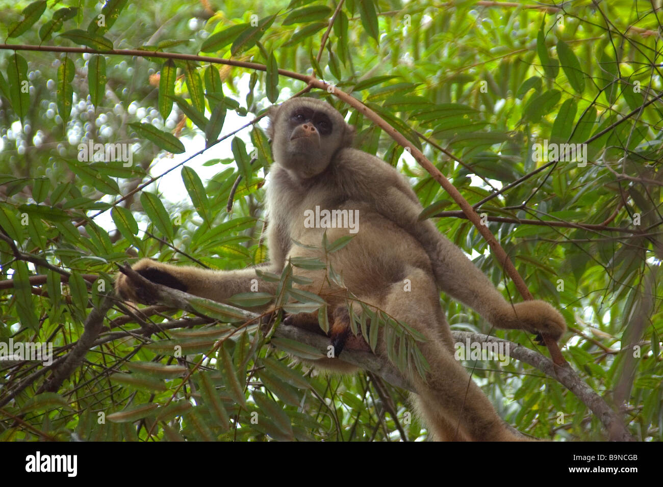 Northern muriqui Brachyteles hypoxanthus the largest monkey of the ...