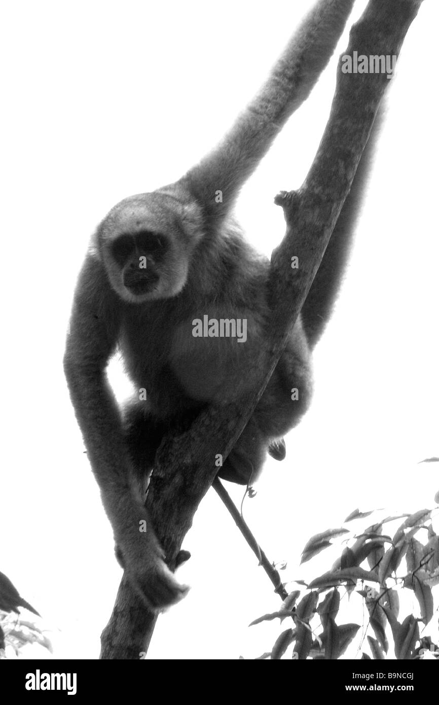 Largest tree Black and White Stock Photos & Images - Alamy