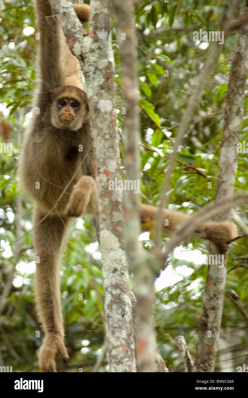 Northern muriqui Brachyteles hypoxanthus the largest monkey of the ...