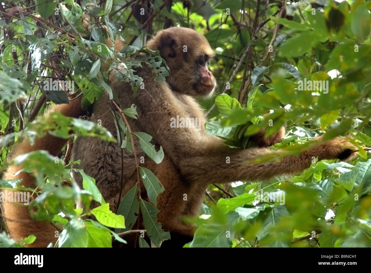 Northern muriqui Brachyteles hypoxanthus the largest monkey of the ...