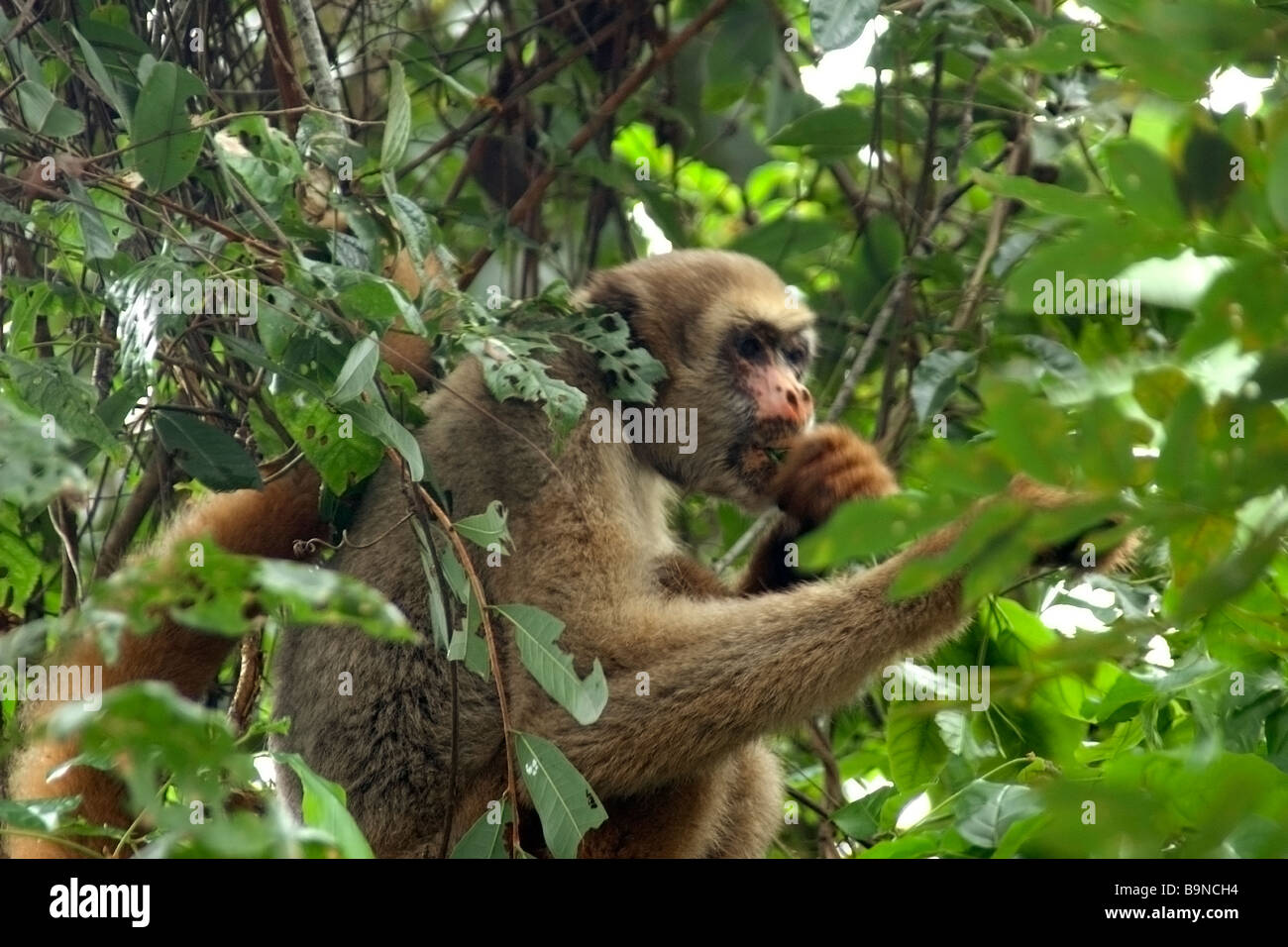 Northern muriqui Brachyteles hypoxanthus the largest monkey of the ...