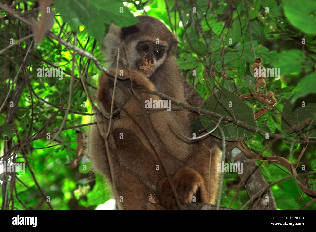 Northern muriqui Brachyteles hypoxanthus the largest monkey of the ...