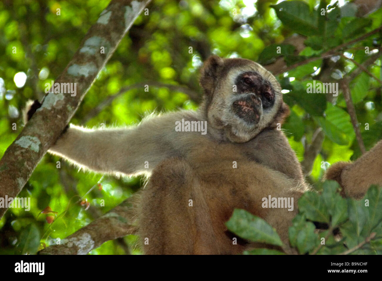 Northern muriqui Brachyteles hypoxanthus the largest monkey of the ...