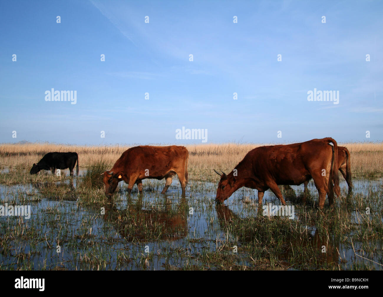 Mallorcan Cattle at Parc Natural sÁlbufera de Mallorca Stock Photo - Alamy