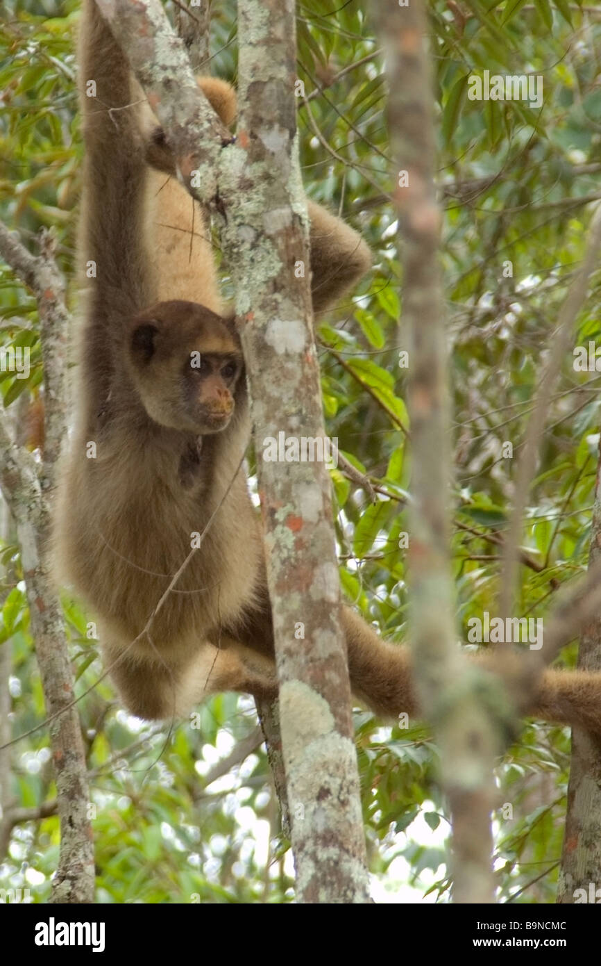 Northern muriqui Brachyteles hypoxanthus the largest monkey of the ...