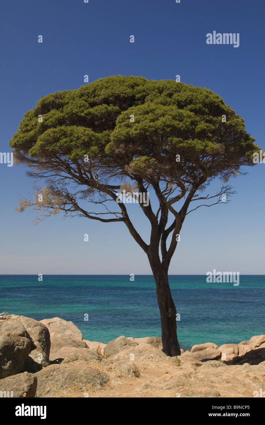 Bay tree hi-res stock photography and images - Alamy