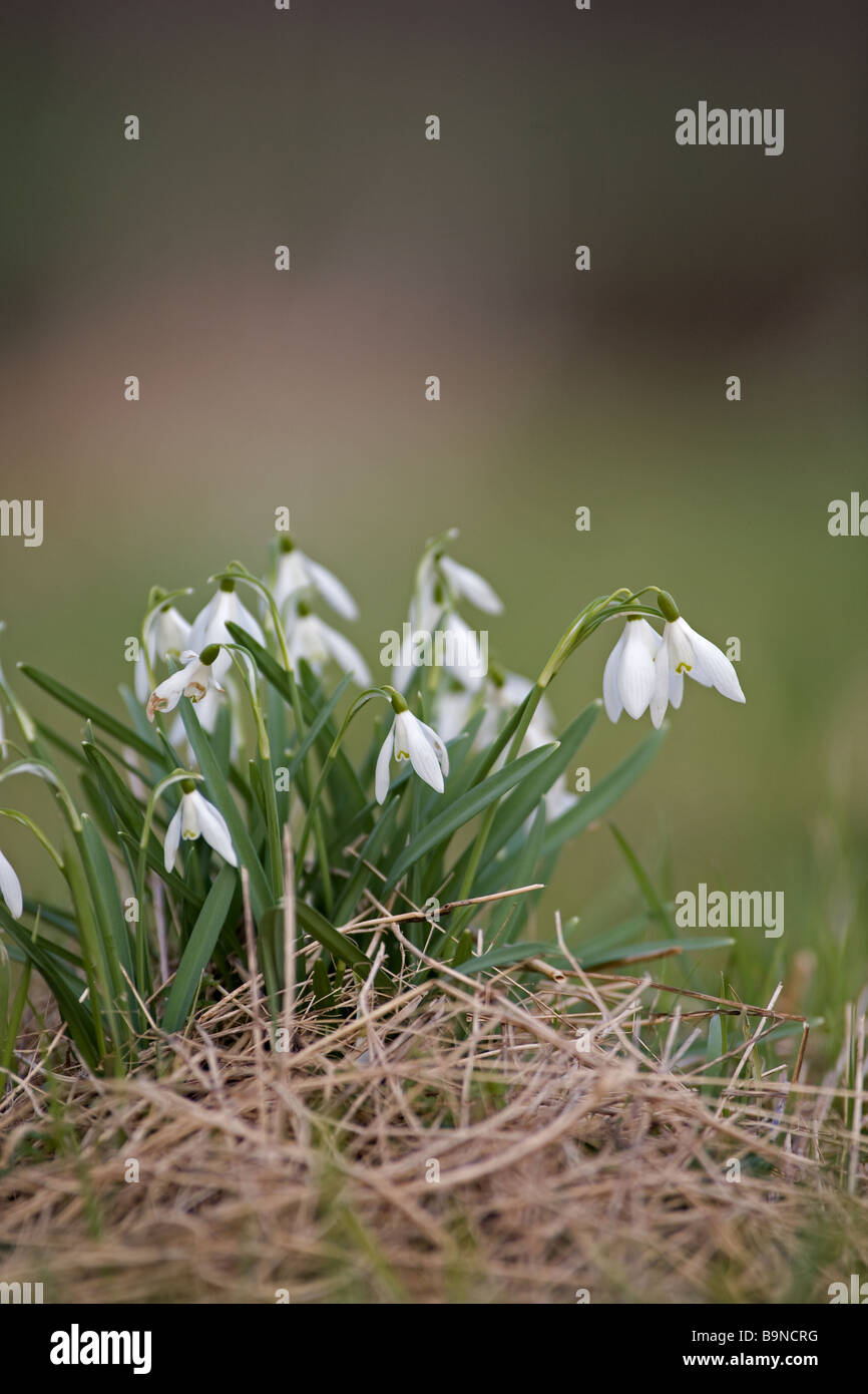English snowdrops hi-res stock photography and images - Alamy