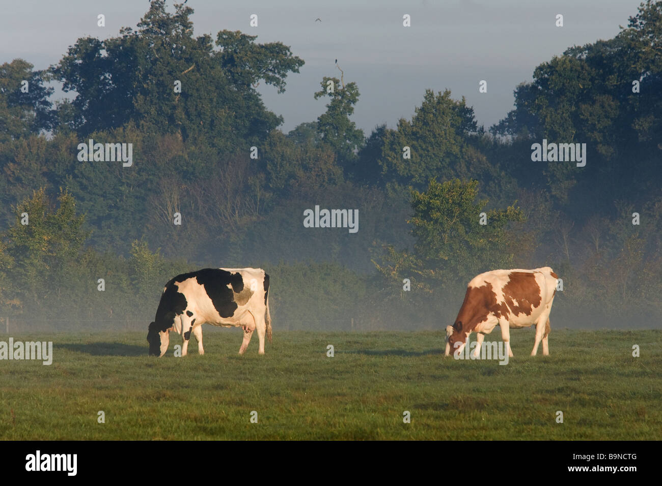 Dairy Cows In The Morning Mist Stock Photo - Alamy