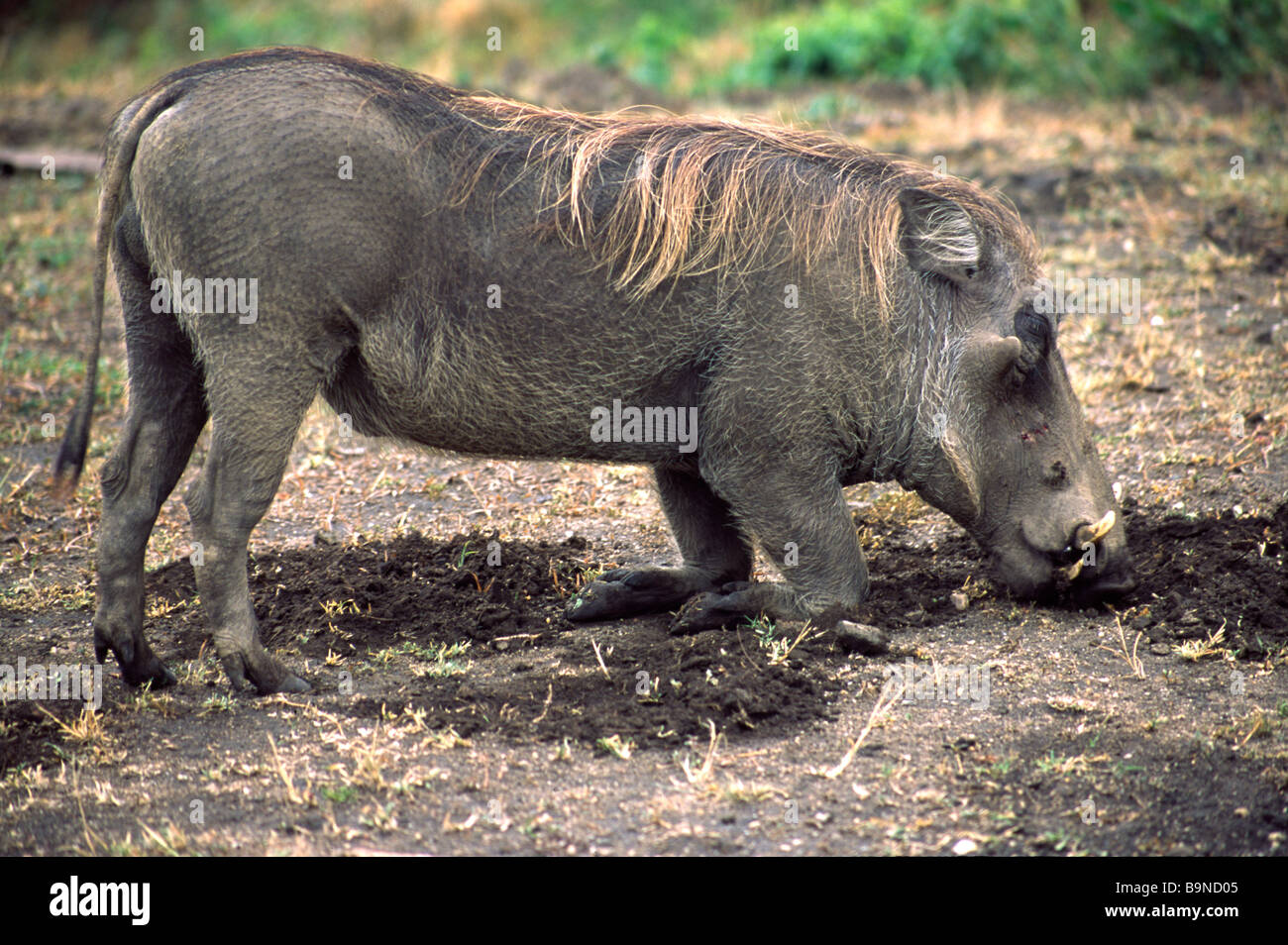 Warthog wild hi-res stock photography and images - Alamy