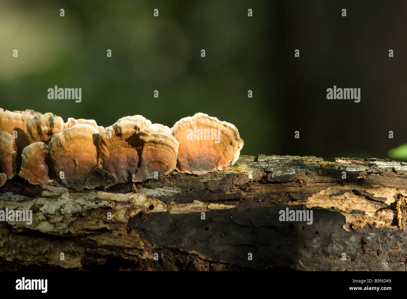 Fungus on a log Stock Photo - Alamy
