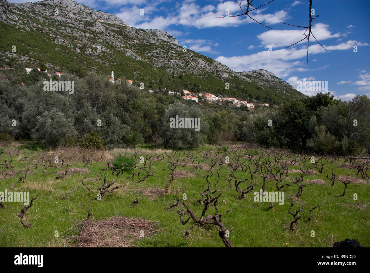 Babino polje hi-res stock photography and images - Alamy