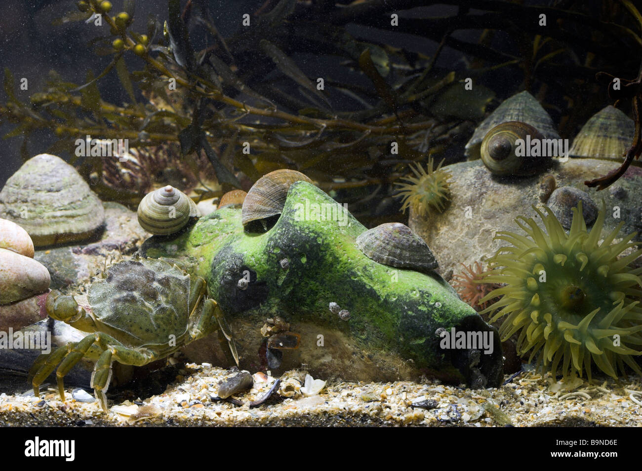 Rockpool underwater with crab, beadlet anemones, limpet, american ...