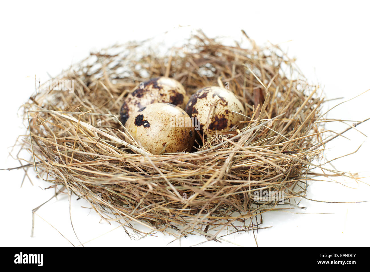 egg in a real nest Stock Photo - Alamy