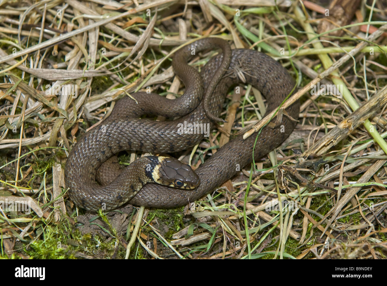 Grass snake uk hi-res stock photography and images - Alamy