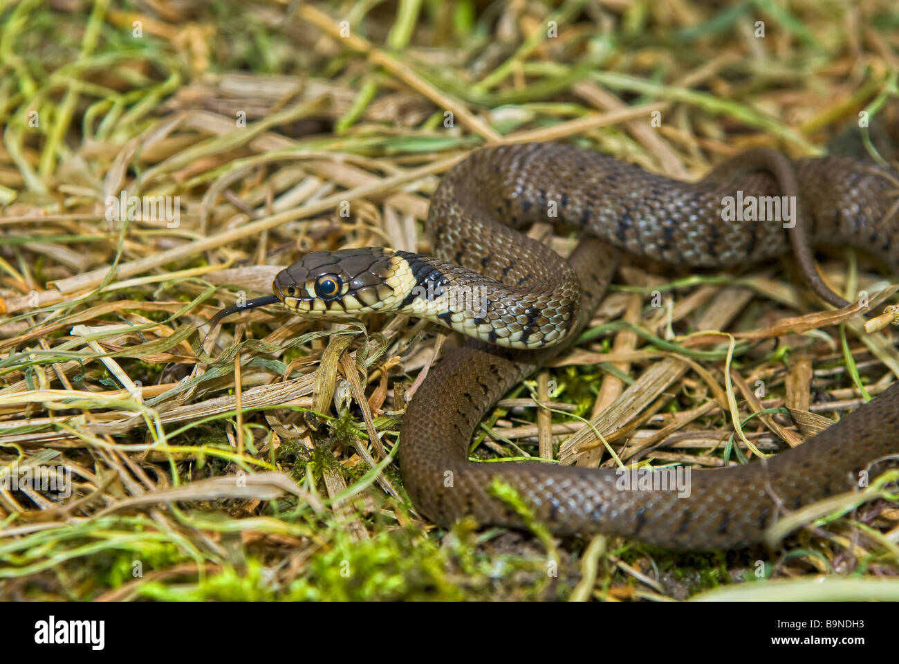 Grass snake uk hi-res stock photography and images - Alamy