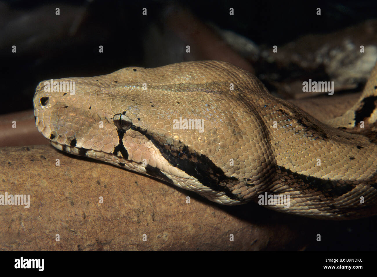 Occidentalis Constrictor Boa, Boa constrictor occidentalis, Boidae ...