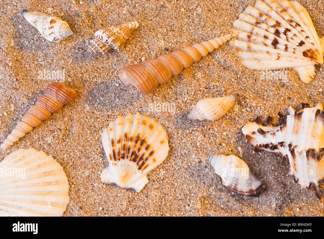 Studio photo of different shells and snails they are laiing on sand ...
