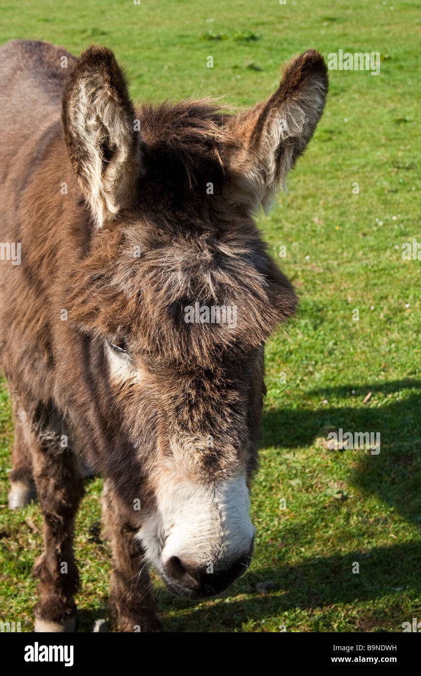 A donkey in a field Stock Photo - Alamy