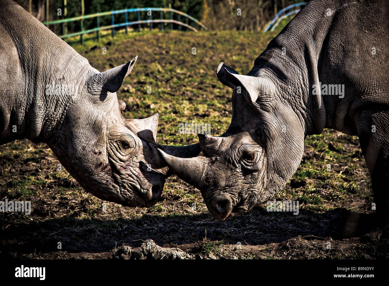 Captive rhinos hi-res stock photography and images - Alamy