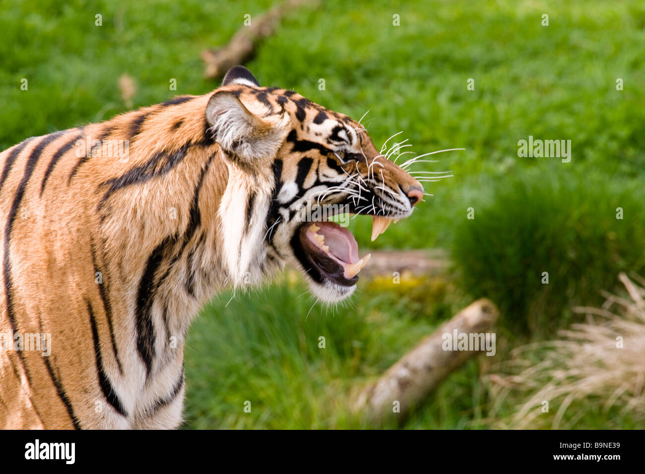 Tiger Growling Side