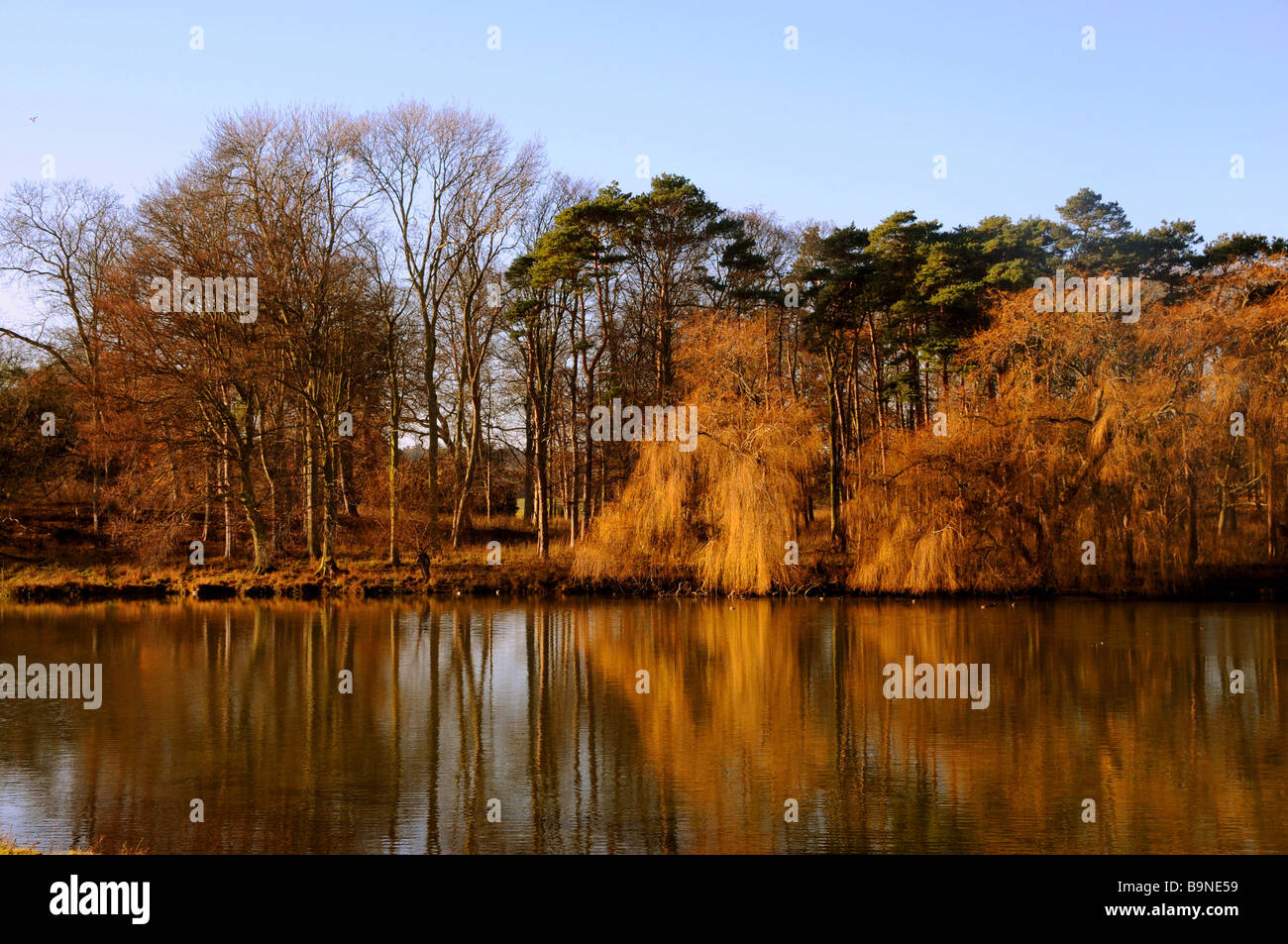 Reflection of autumn trees in Norfolk, UK Stock Photo - Alamy