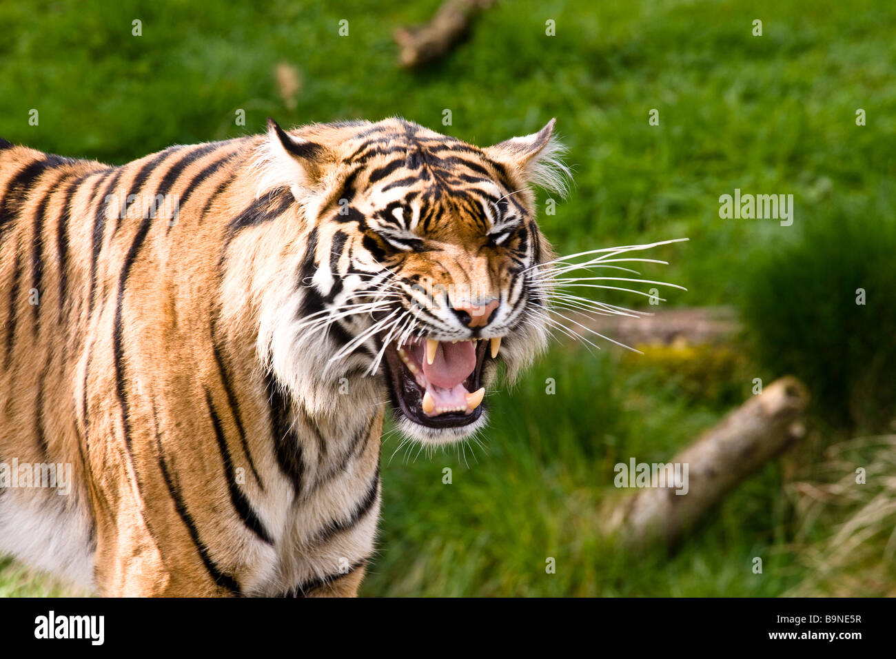 tiger growling and showing teeth Stock Photo - Alamy