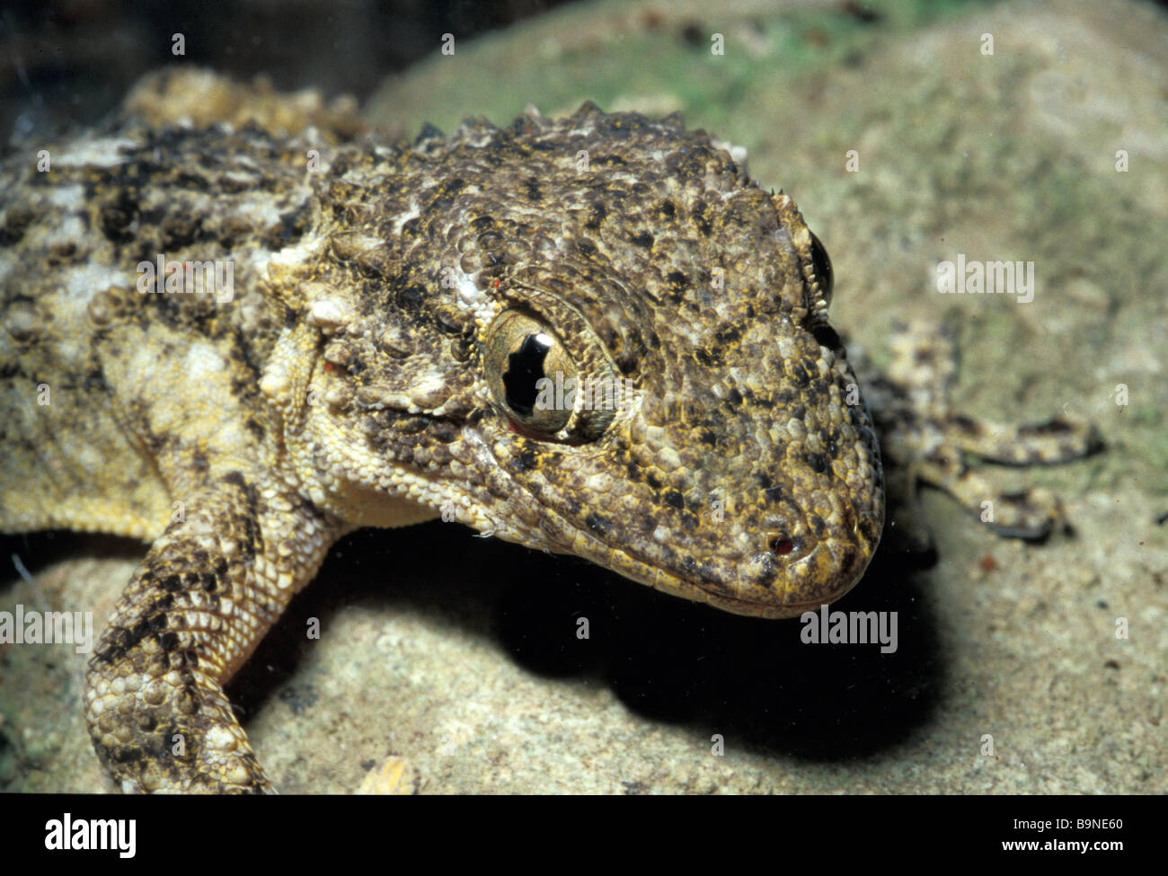 Moorish Gecko, Tarentola mauritanica reptile Stock Photo - Alamy